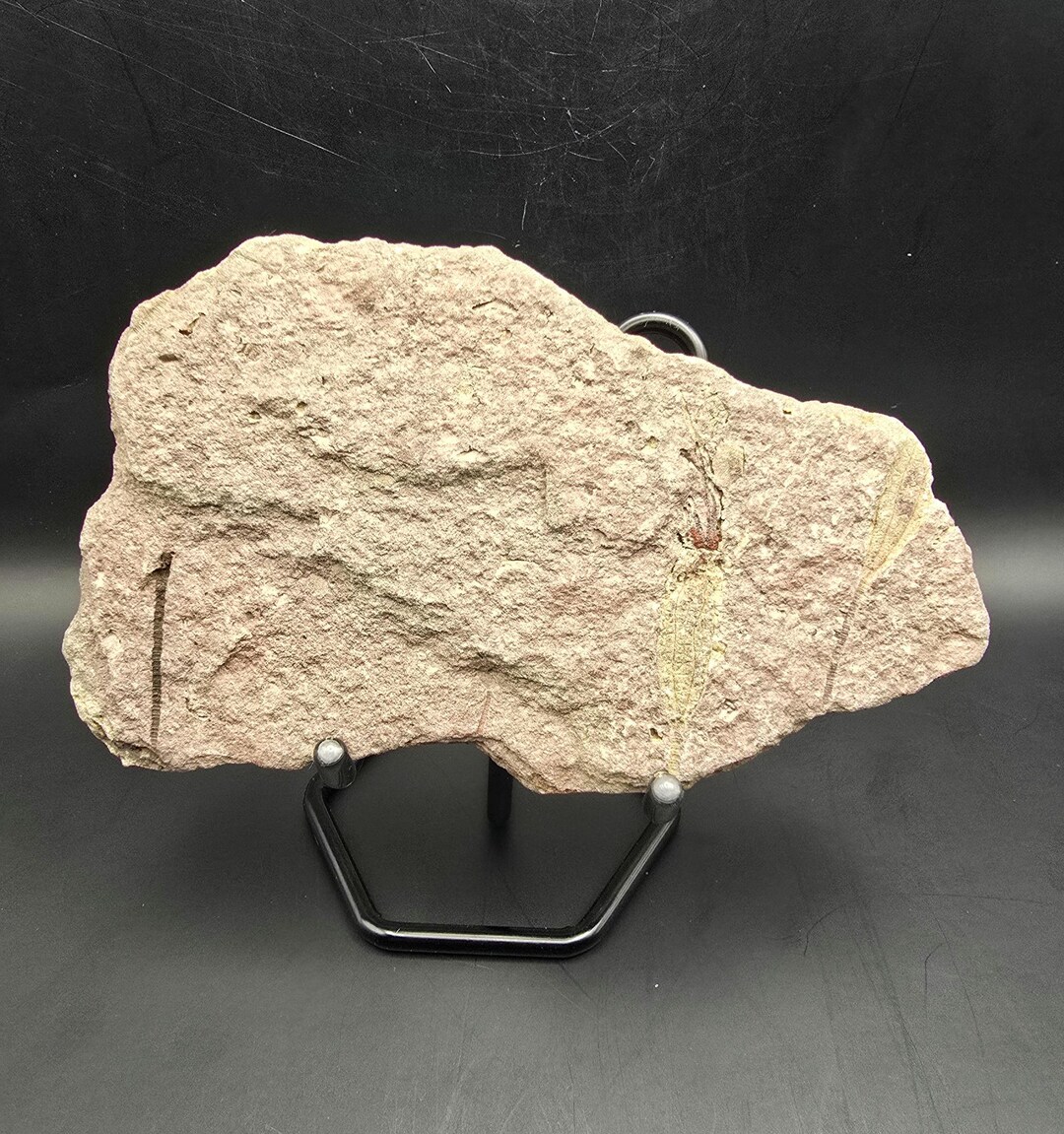 Ascocystites Fossil • Ordovician Eocrinoid Relative • Kataoua Formation ...