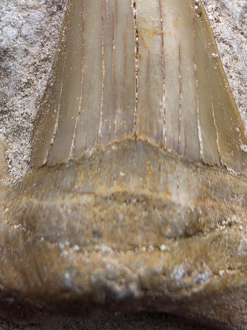 Otodus Shark Tooth on Matrix • Eocene Fossil • Khouribga Morocco ...