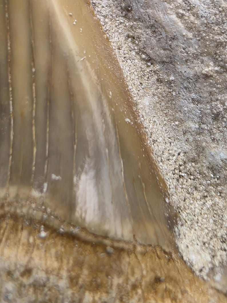 Otodus Shark Tooth on Matrix • Eocene Fossil • Khouribga Morocco ...