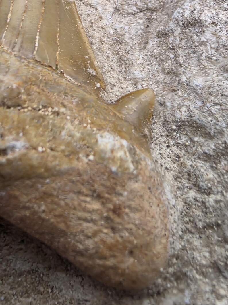 Otodus Shark Tooth on Matrix • Eocene Fossil • Khouribga Morocco ...