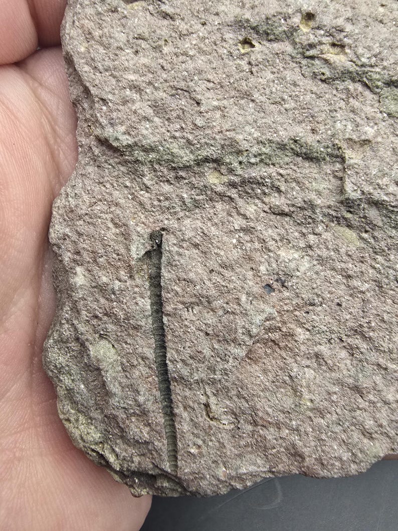 Ascocystites Fossil • Ordovician Eocrinoid Relative • Kataoua Formation ...