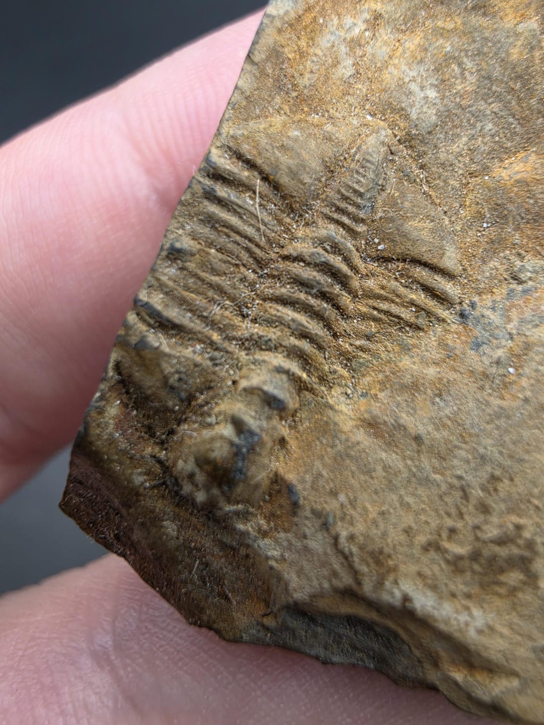 Ampyx Linleyensis Trilobite • Ordovician Fossil UK • Llanvirn Wales ...