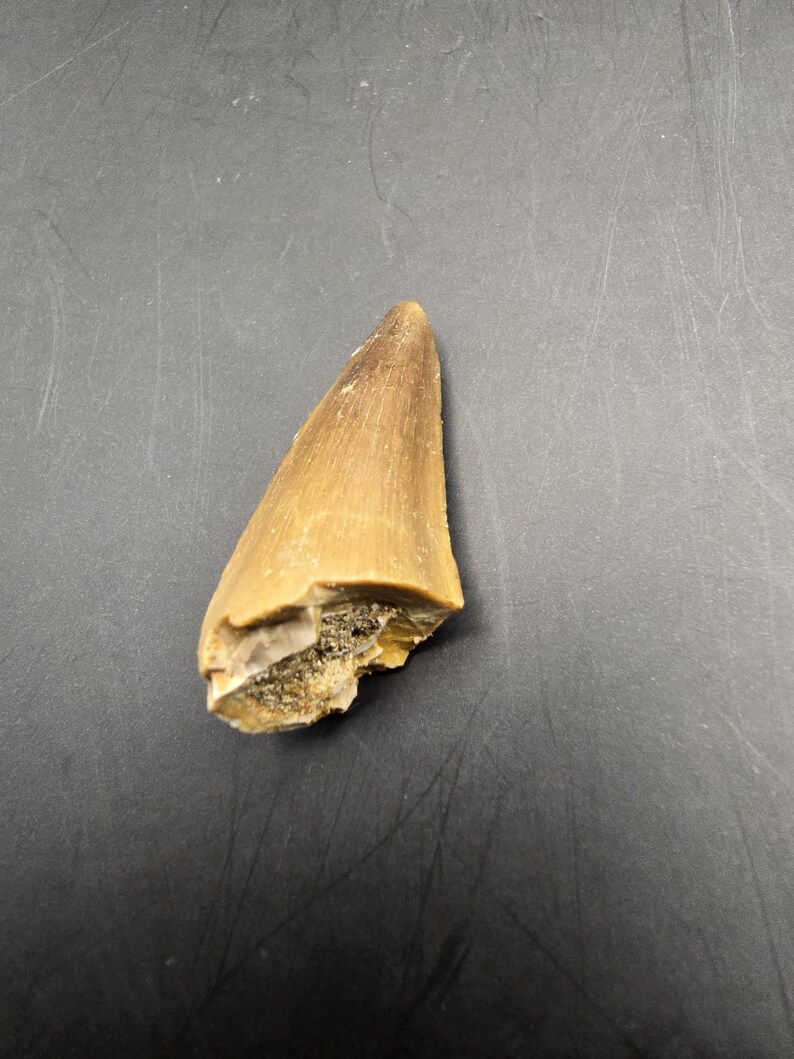 Mosasaur Tooth • Authentic Marine Reptile Fossil • Little Luxuries ...