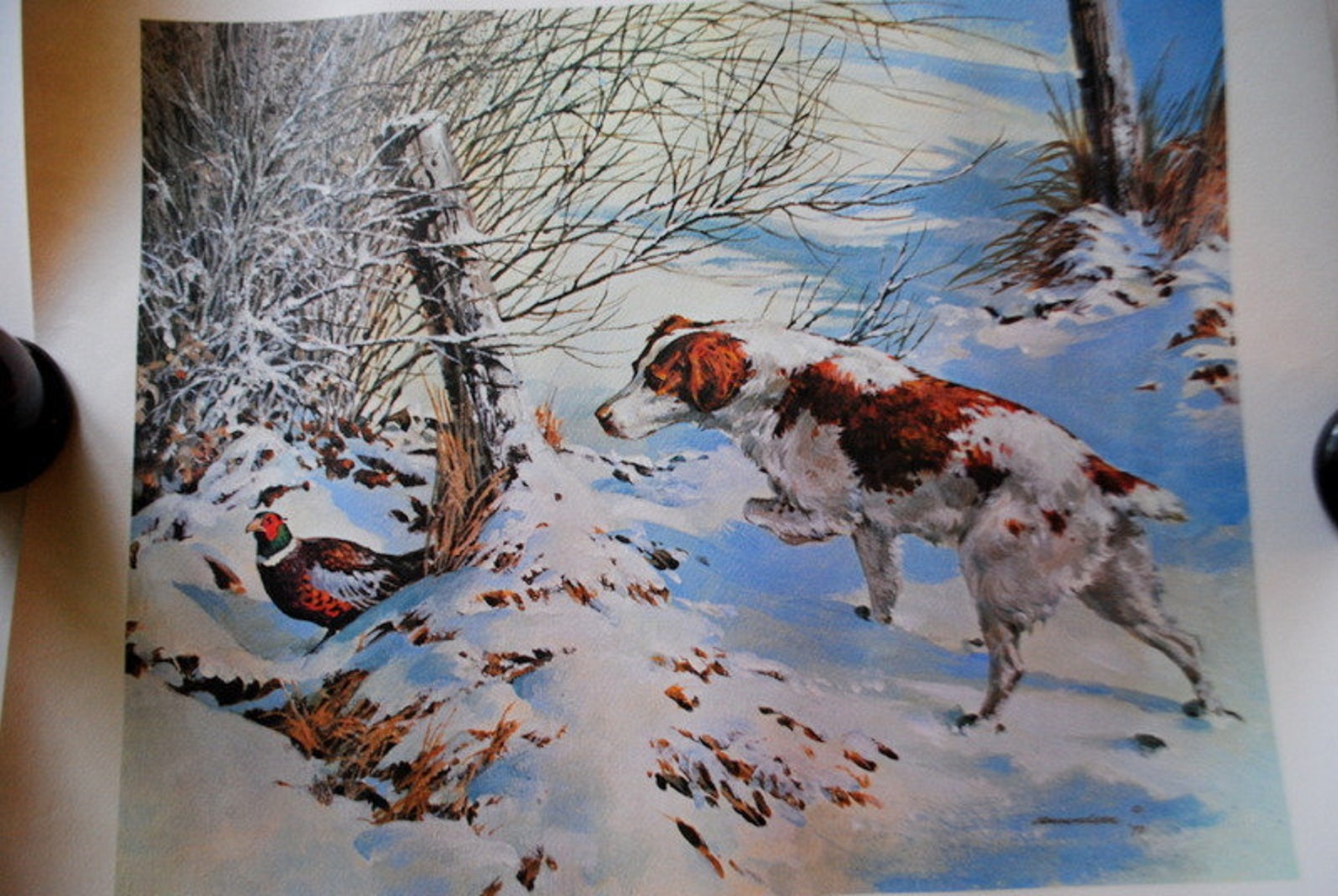 1977 Vintage Beautiful , Lithograph Art Print " English Springer ...