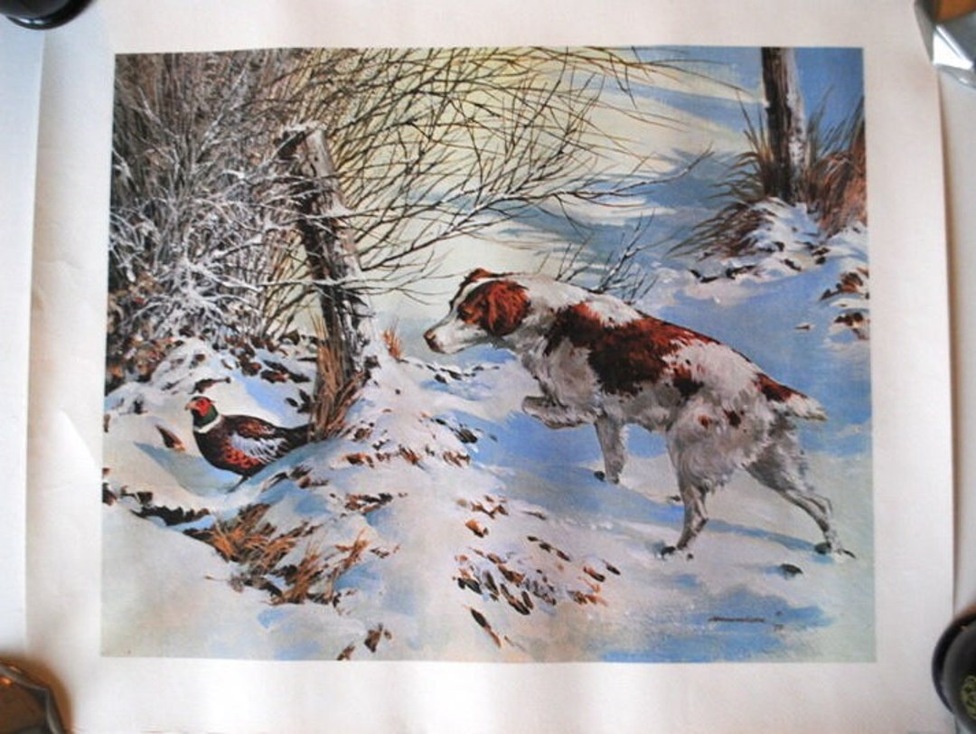 1977 Vintage Beautiful , Lithograph Art Print " English Springer ...
