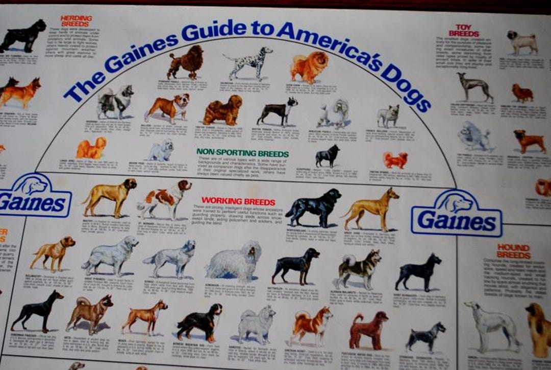 1984 Vintage Rare Lithograph Poster" the Gaines Guide to America's Dogs ...