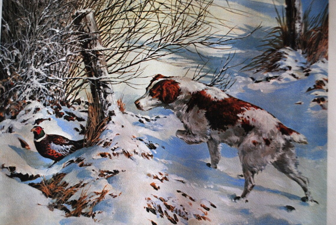 1977 Vintage Beautiful , Lithograph Art Print " English Springer ...