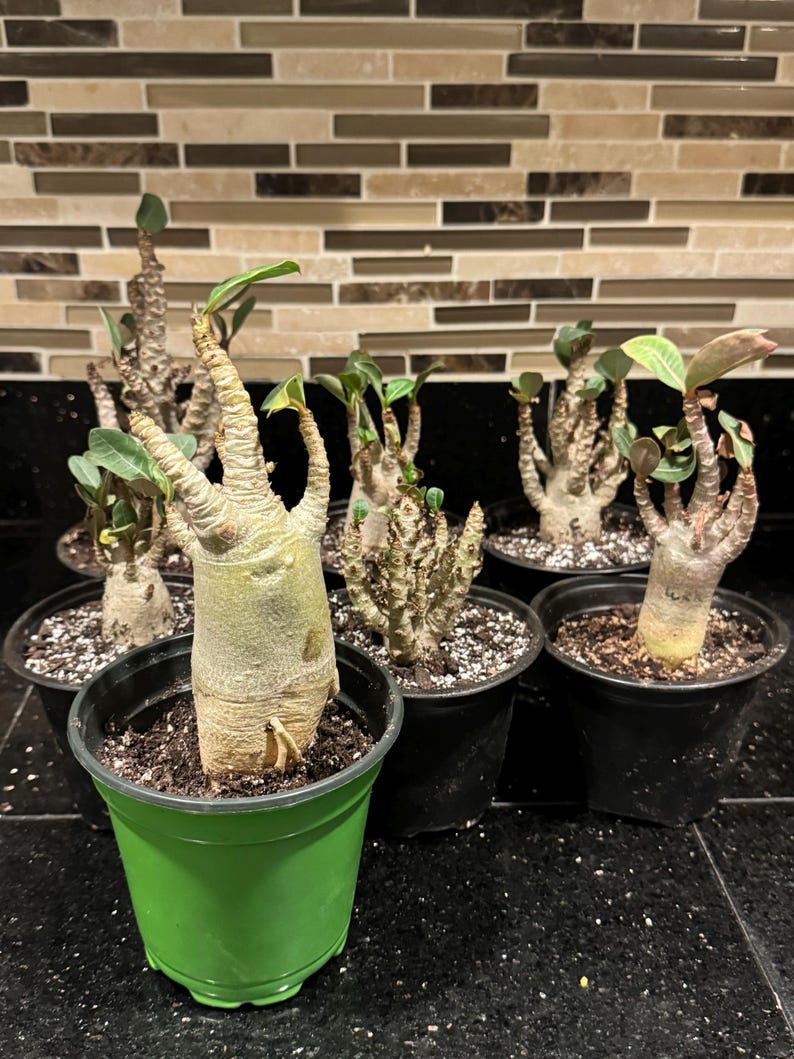 Fat Caudex Adenium Arabicum 'godji' | Desert Rose Plant | Rare ...