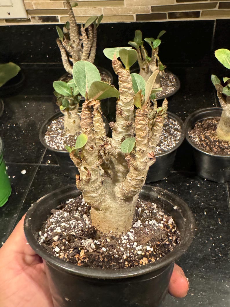 Fat Caudex Adenium Arabicum 'godji' | Desert Rose Plant | Rare ...