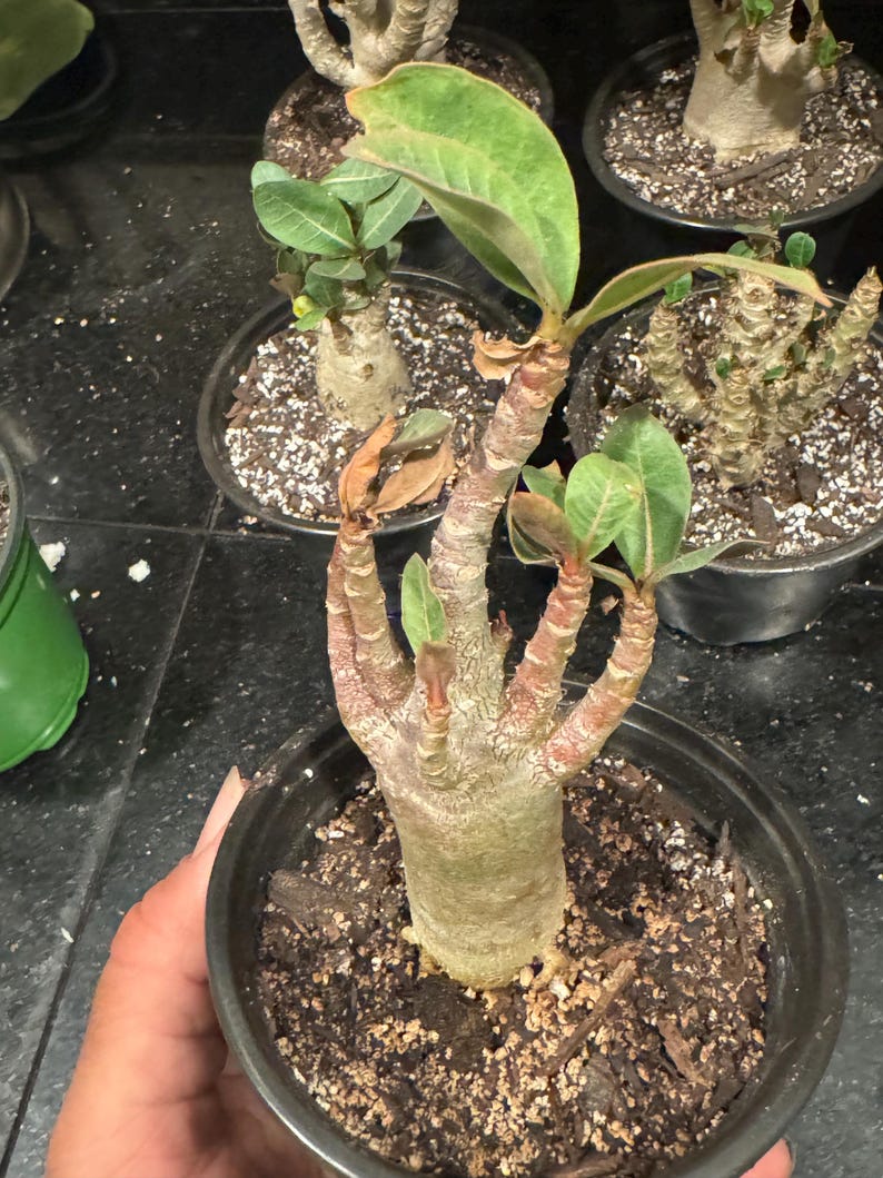 Fat Caudex Adenium Arabicum 'godji' | Desert Rose Plant | Rare ...