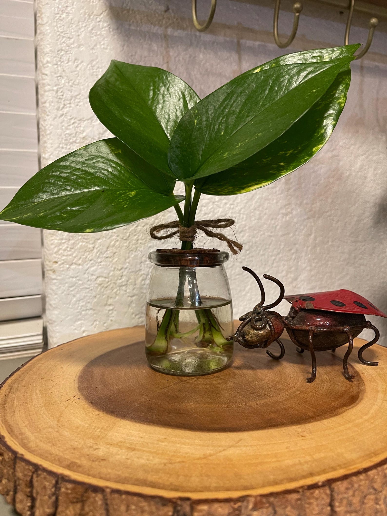 Rooted Pothos Cutting in Mini Glass Propagation Jar - Live Houseplant ...
