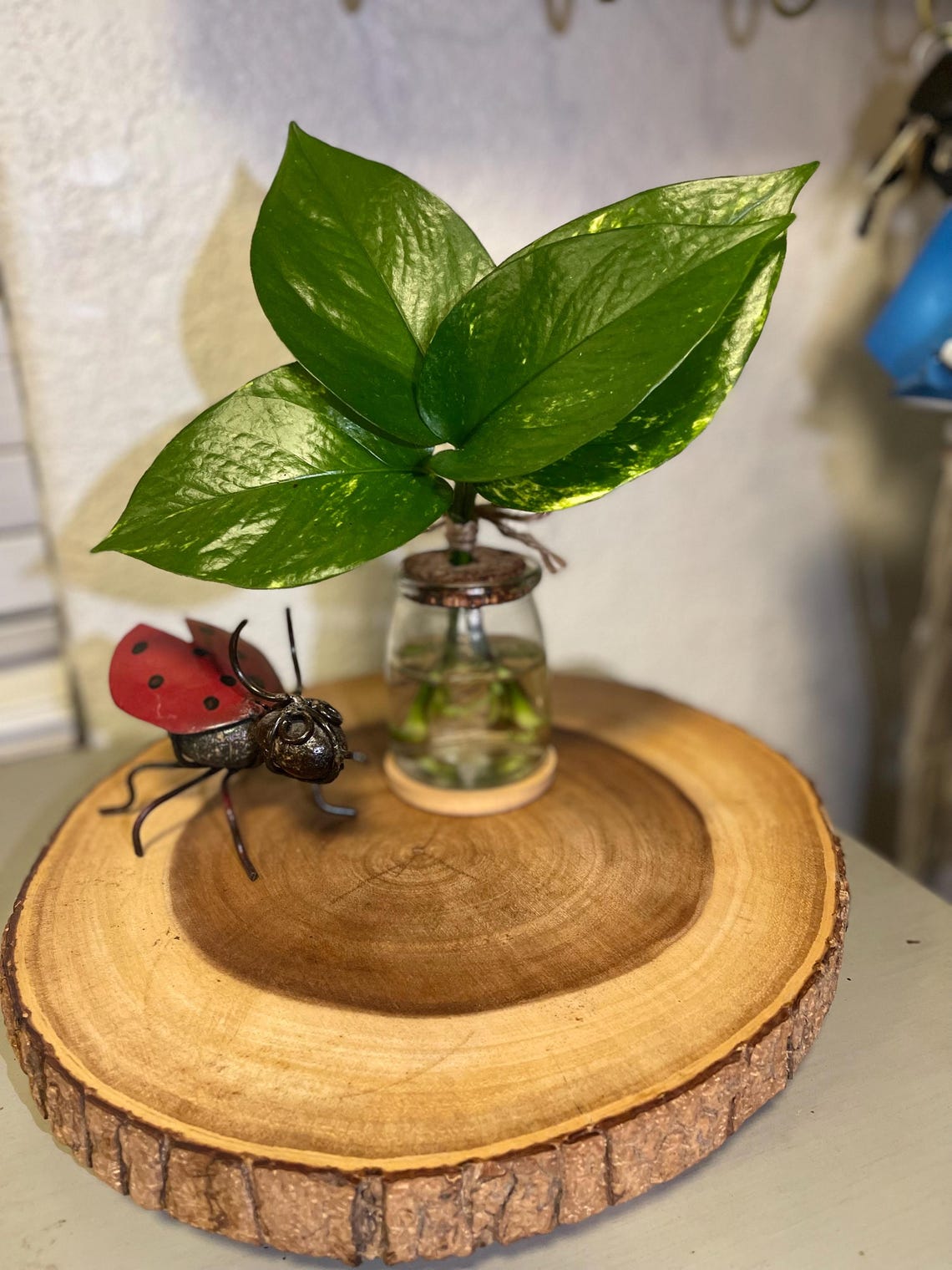 Rooted Pothos Cutting in Mini Glass Propagation Jar - Live Houseplant ...
