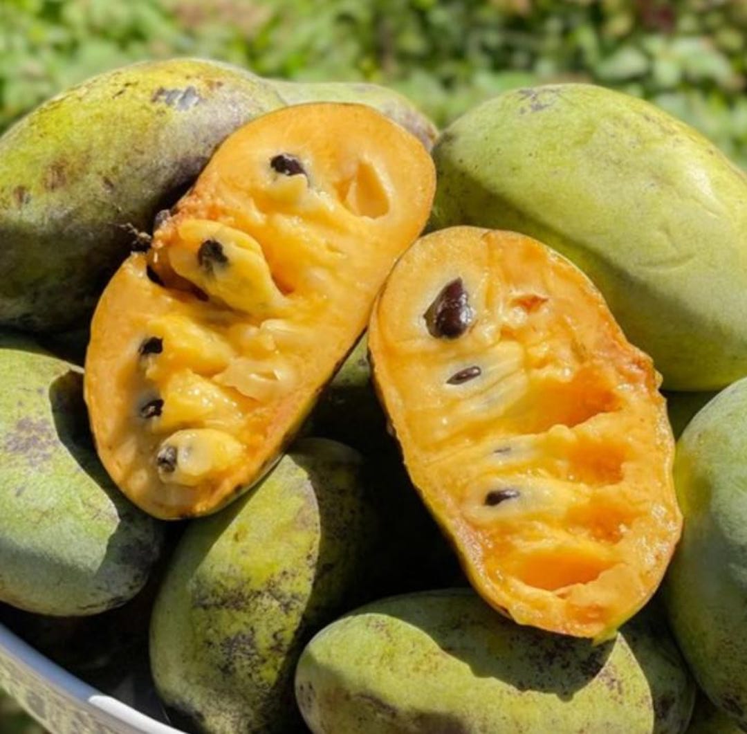 20 Seeds Paw Paw Tree for Planting Outdoors, Papaw Sweet Edible Fruit ...