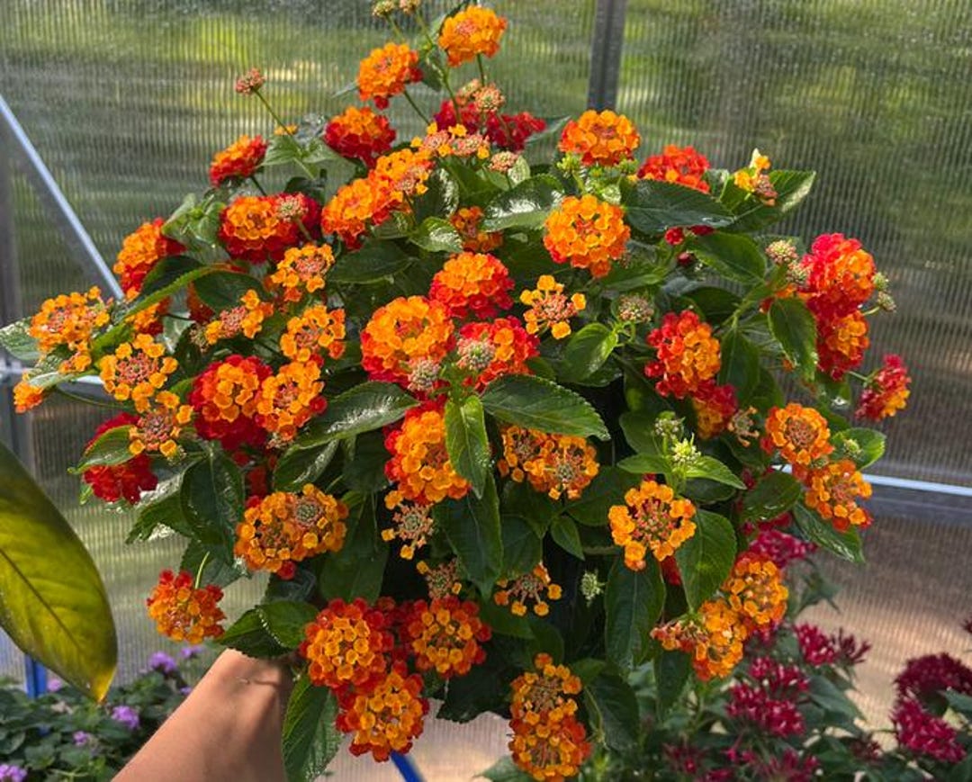 4 Fireworks Lantana Camera Plants Live, Lantana Live Plants for ...