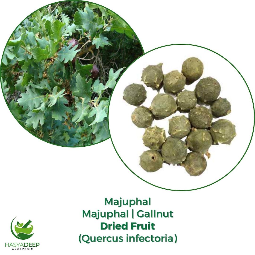 Majuphal Fruit, Powder | Quercus Infectoria | Manjakani | Oak Gall ...