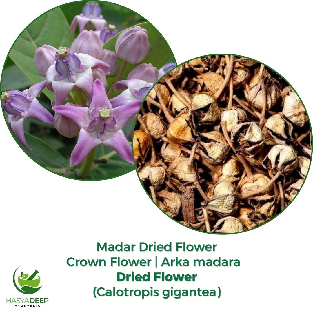 Madar Flower | Aak Ka Phool Dried Flower | Calotropis Gigantea ...