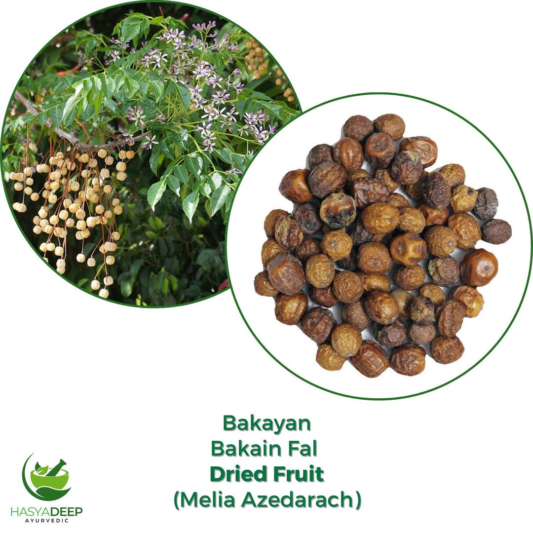 Bakayan Dried Fruit | Melia Azedarach | Bakain Fal | Natural - Etsy