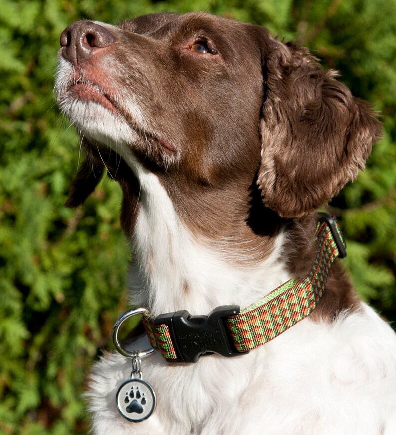 Medium Stainless Steel Silver Bone Pet ID Tag - Etsy