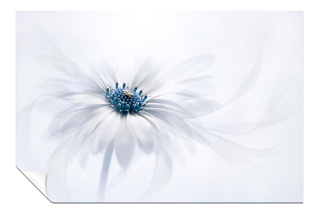 Daisy Flower Blue Pollen Artistic Poster Wall Art Home Decor - Etsy