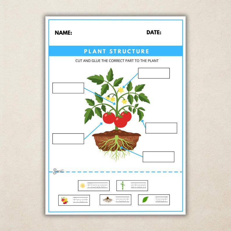 Educational Botanical Children Worksheet English Plant Structure ...
