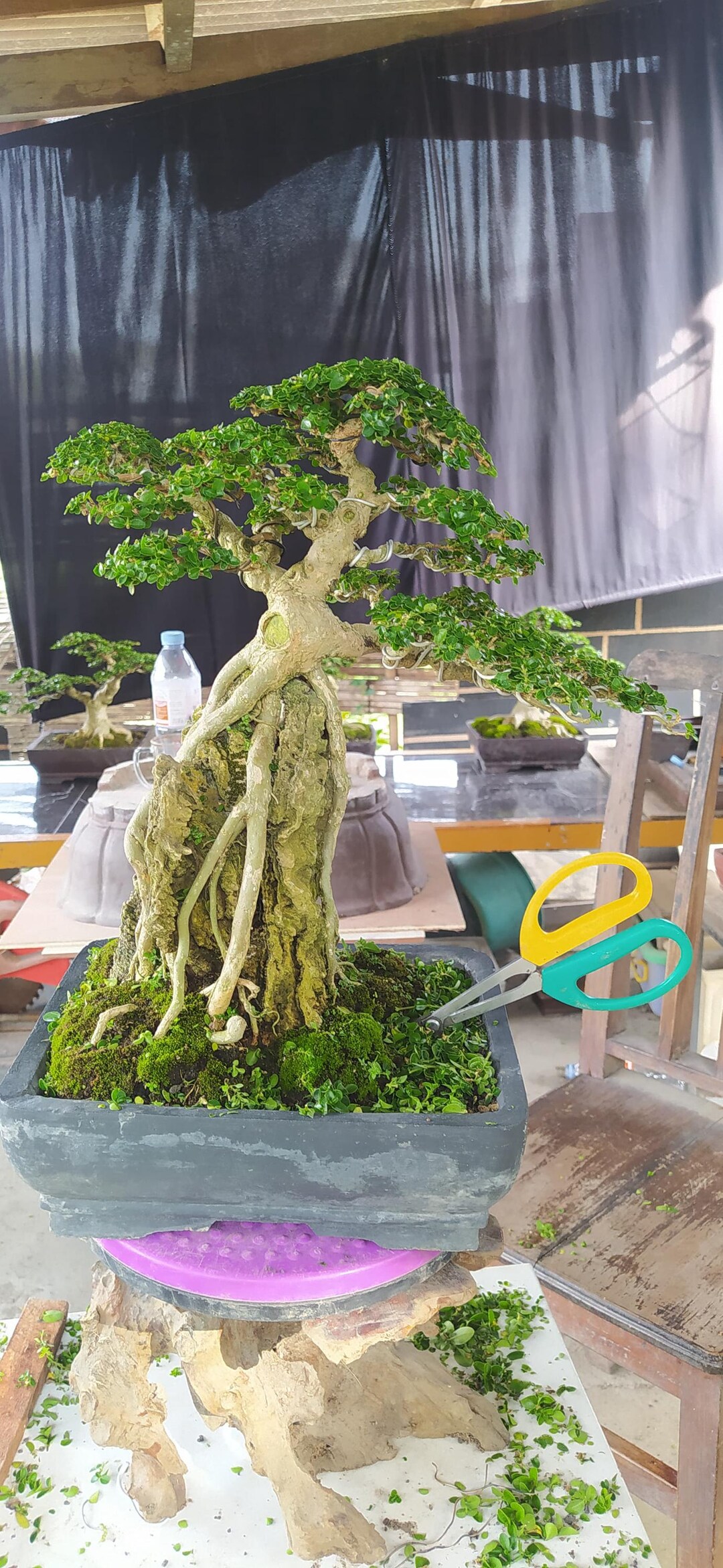 Premna Microphylla Bonsai Tree Over the Rock Style | Living Art Bonsai ...