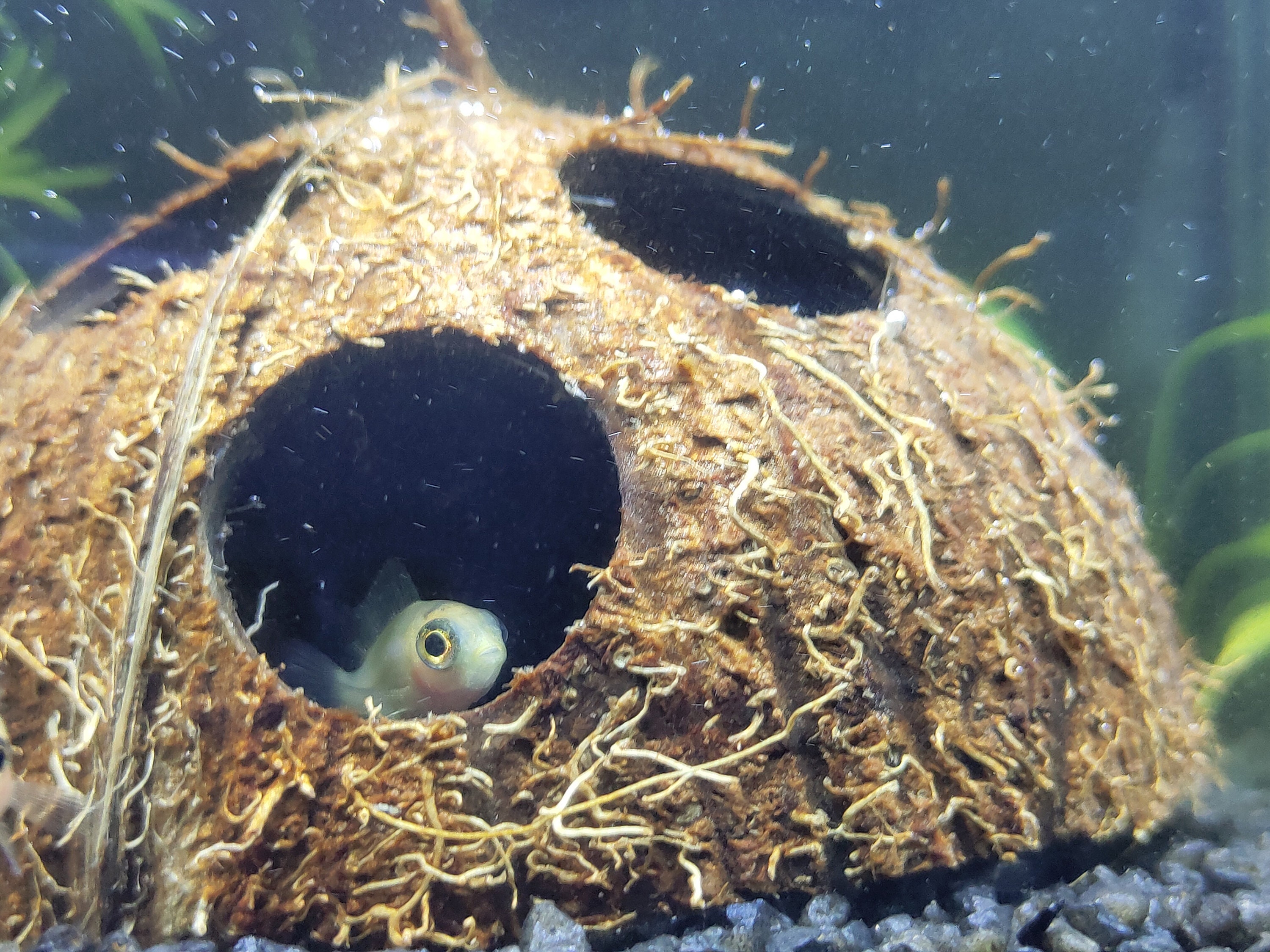 AQUARIUM DECORATION Coconut shell cave Aquarium decor | Etsy