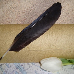 Black Crow Feather Quill Pen for Calligraphy Raven - Etsy