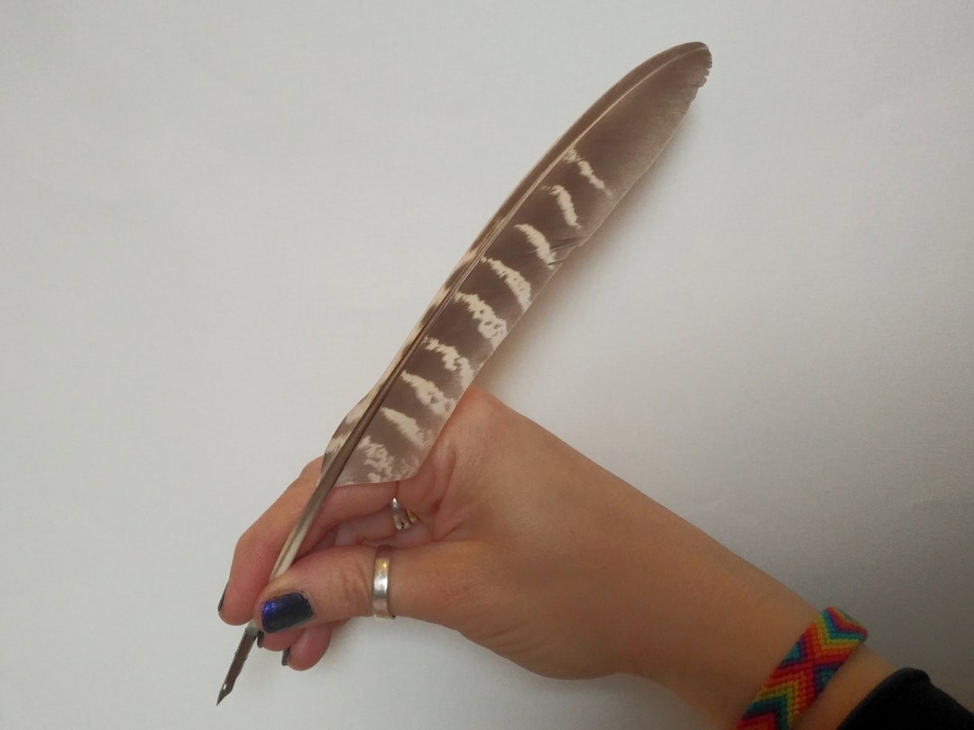 Fasan wie Falke Feder Schreibfeder Zeichenfeder Federkiel Kalligraphie ...