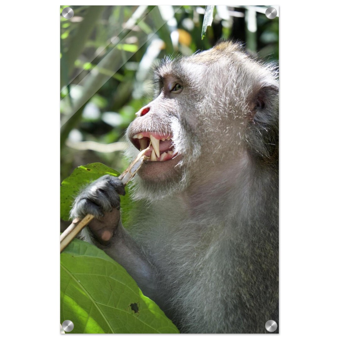 Bali Monkey Brushing His Teeth With Stick Acrylic Print for Animal ...