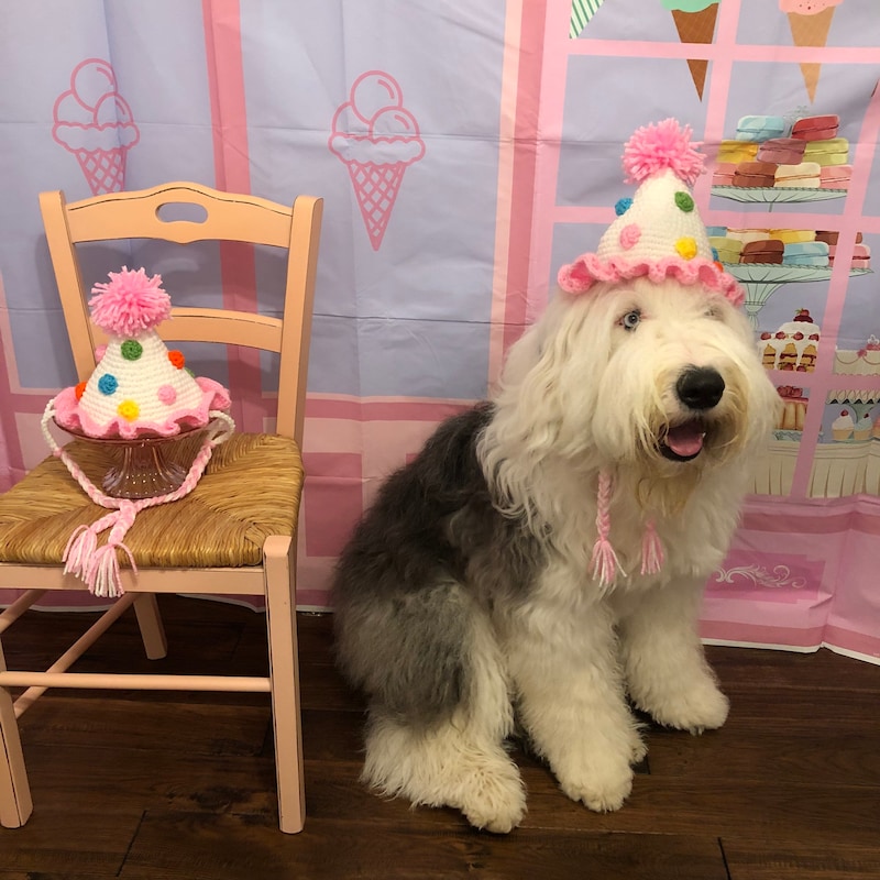 Dog Birthday Hat - Etsy