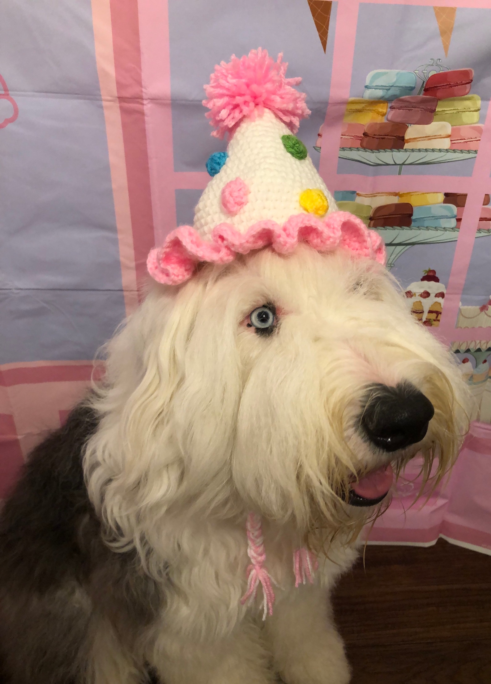 Dog Birthday Hat | Etsy