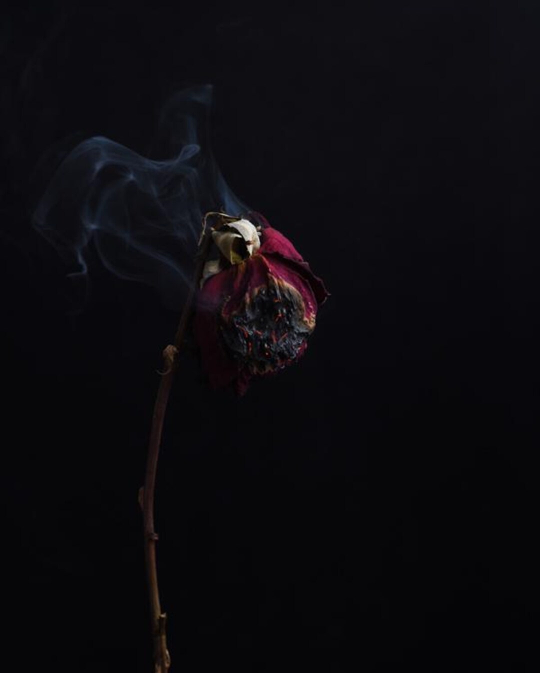 Dark Rose Photograph, Dark Floral Art, Above Bed Decor, Floral Art for ...