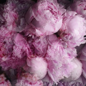 Abstract Peony Art, Peony Photograph, Pink Flower Art, Floral Wall Art ...
