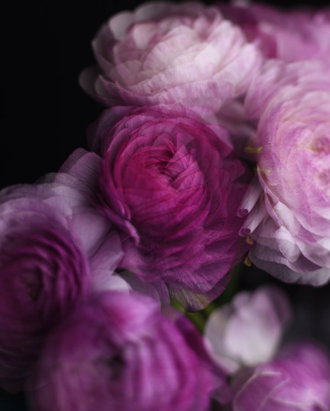 Abstract Flower Photo, Ranunculus Art, Dark Floral Art, Romantic Wall ...