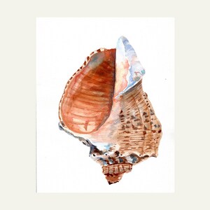 Seashell Art Print, Conch Shell Watercolor Painting, Beach Painting ...