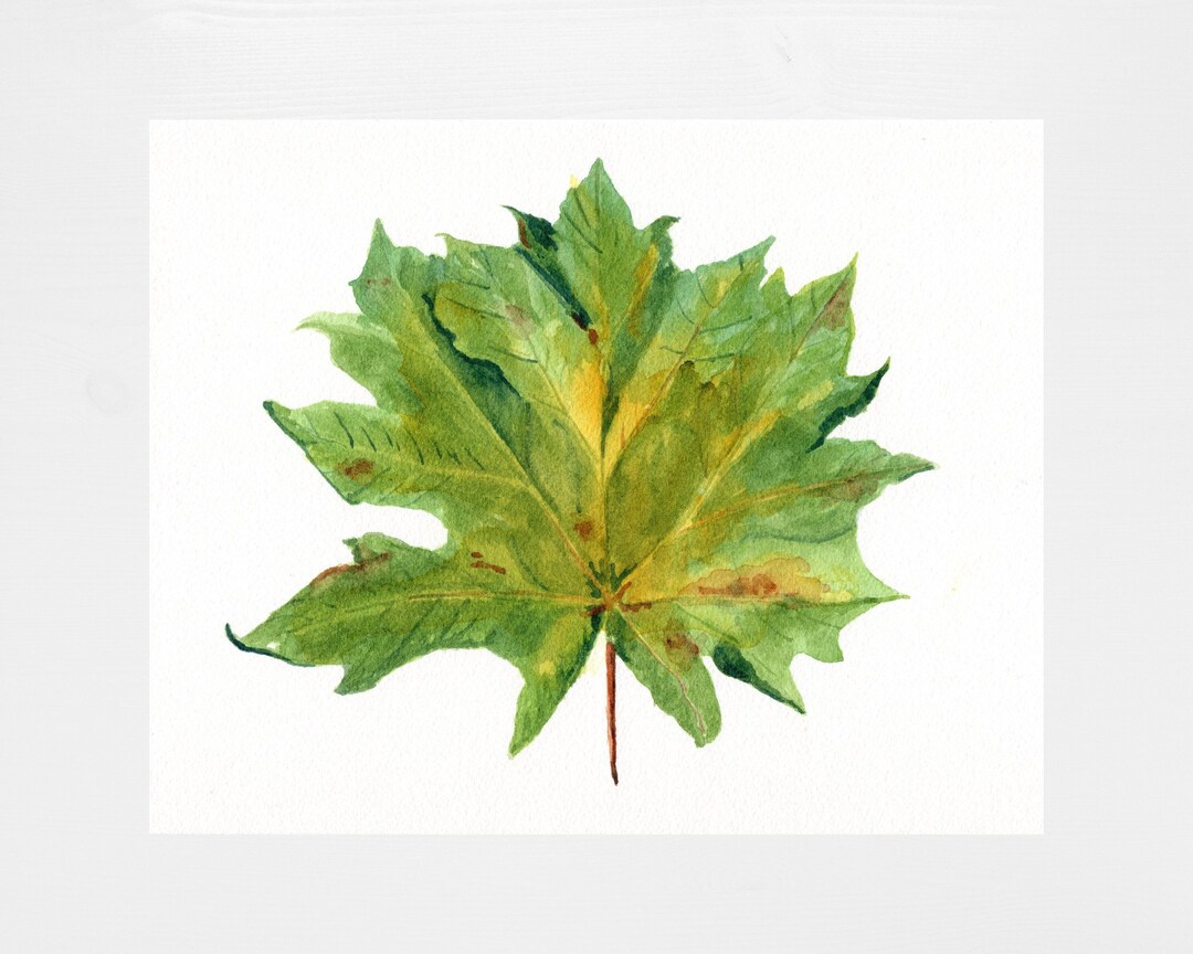 Maple Leaf Art Print From Original Watercolor Painting - Etsy
