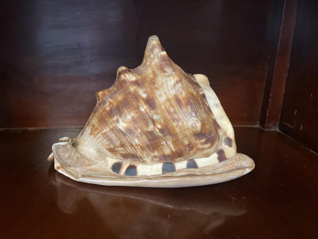 Large Horned Helmet Cassis Cornuta King Queen Conch Shell Seashell ...