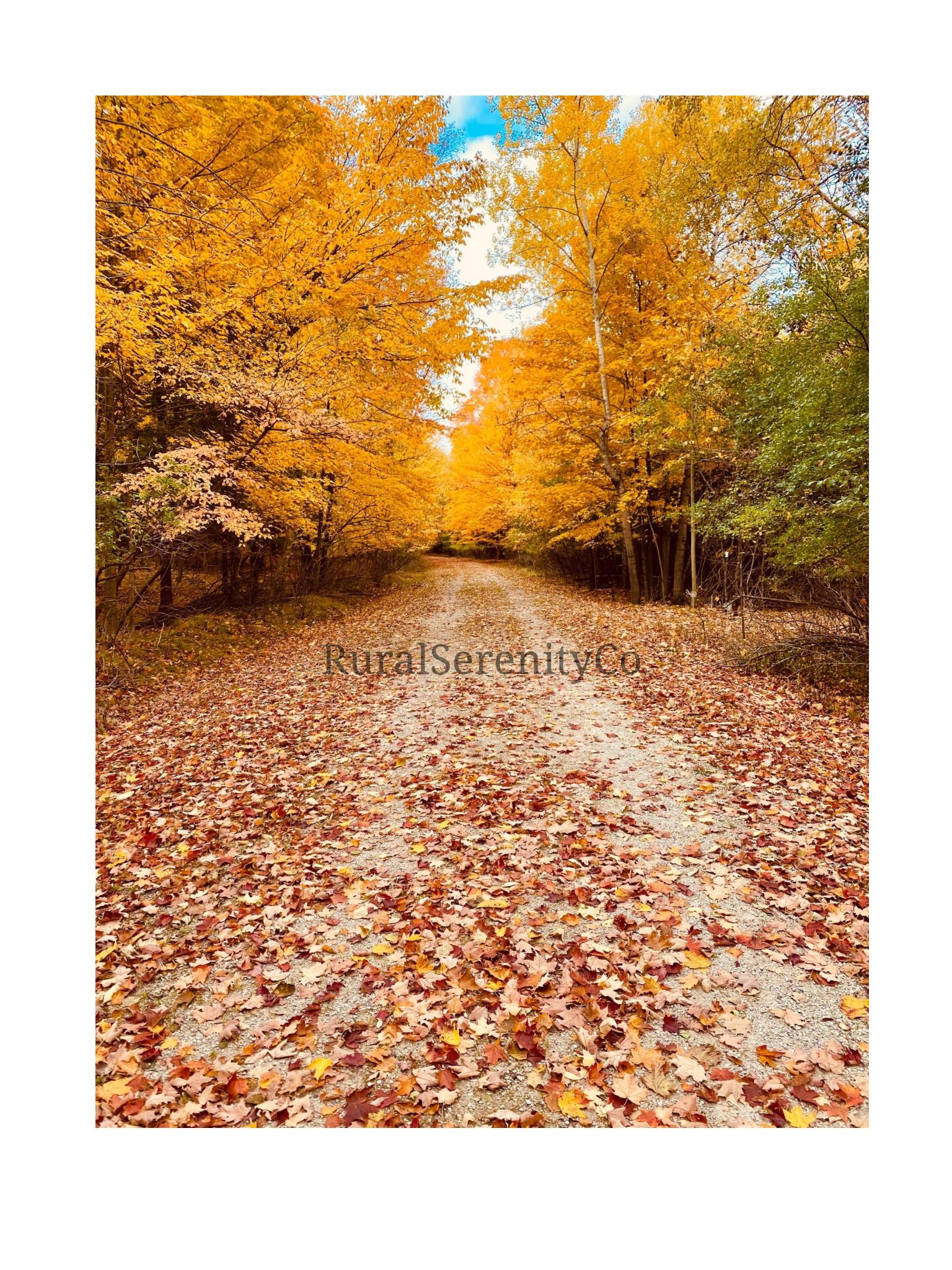 Golden Autumn Path – Printable Fall Wall Art | Rustic Forest Road ...
