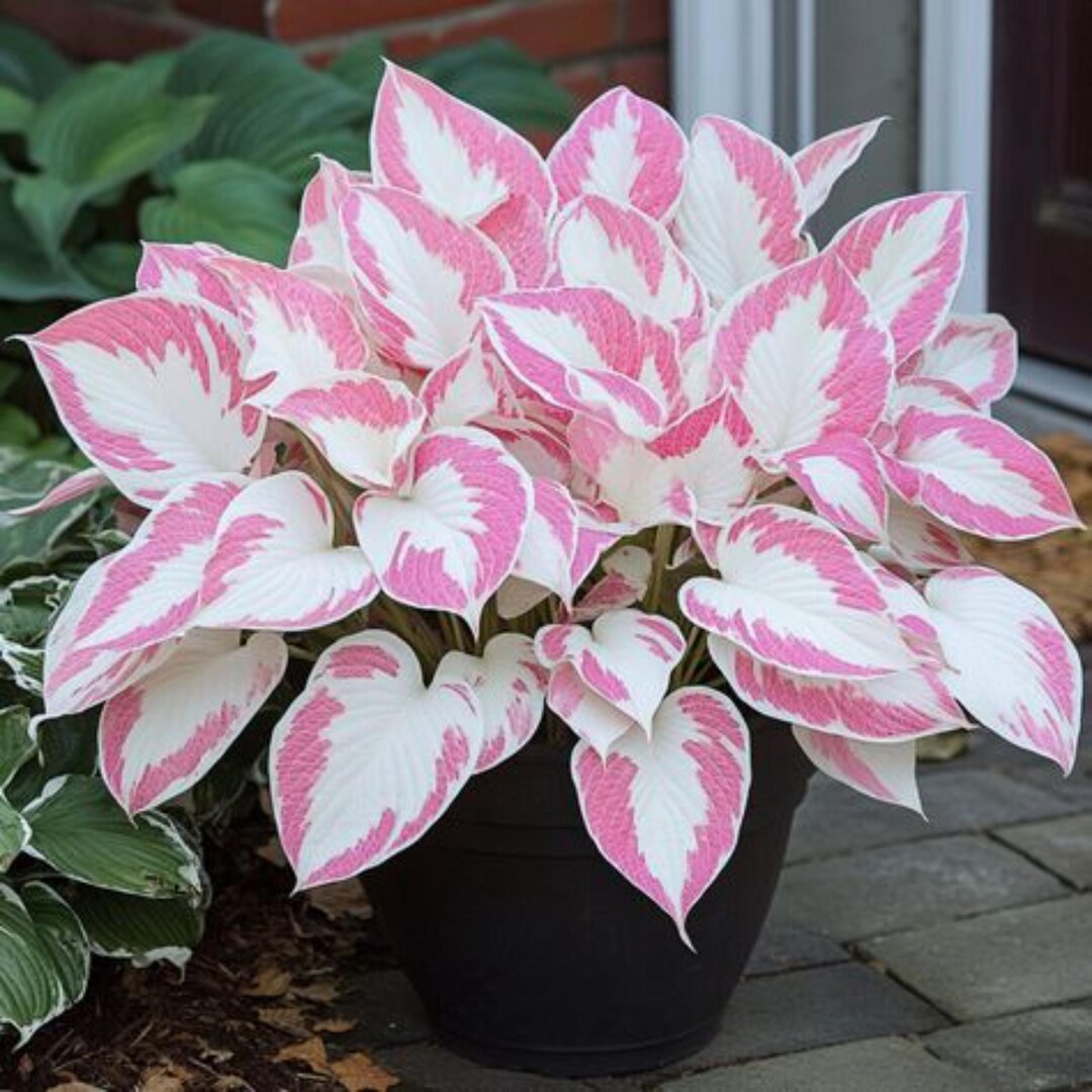 200+ Hosta Pink & White Seeds – Perennial Garden Plants - Etsy
