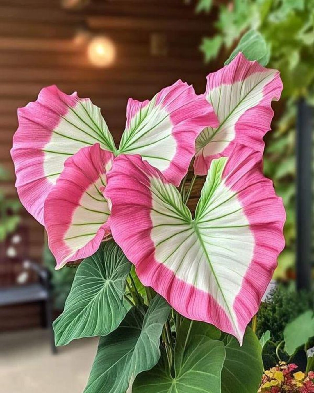 25+ Seeds Tip Calathea Couture Flower Indoor Outdoor Plant - Etsy