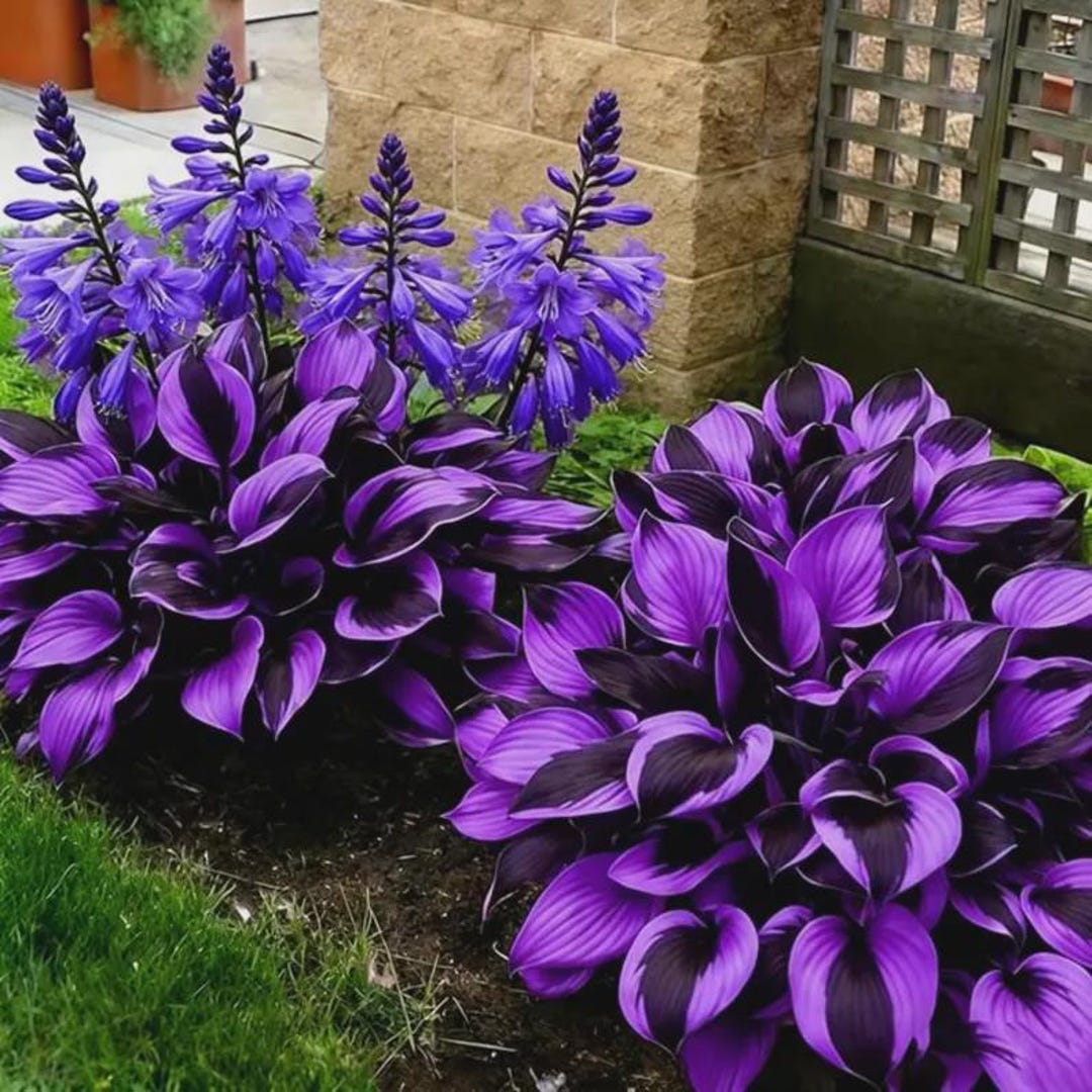 200+ Hosta Seeds Rare Perennial Flowers Non GMO Shade Garden Plants ...