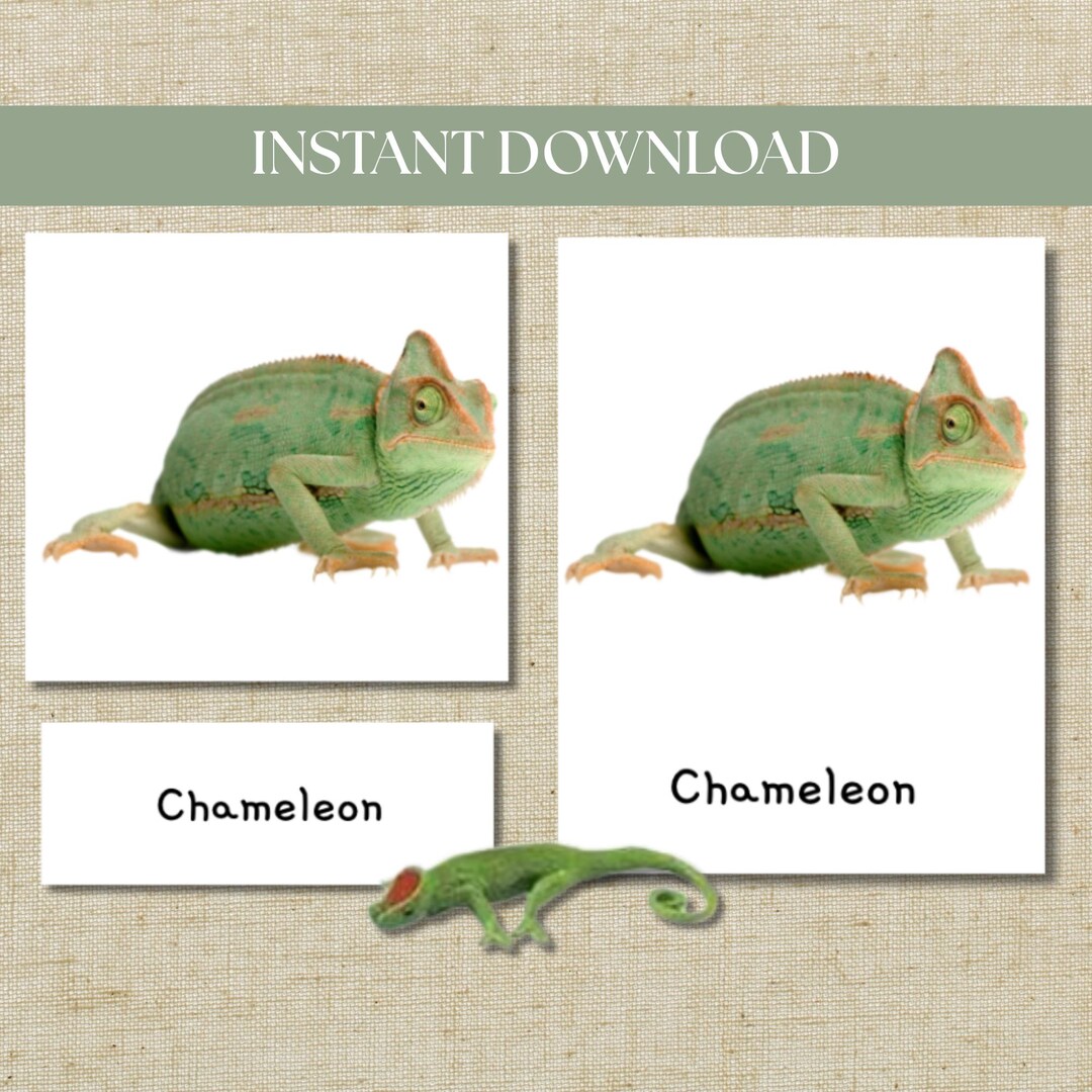 Montessori Three-part Cards Reptiles Safari Ltd TOOB – Digital Download ...