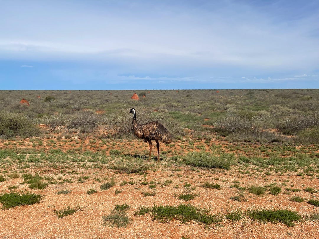 Exmouth Emu Printable Wall Art - Etsy
