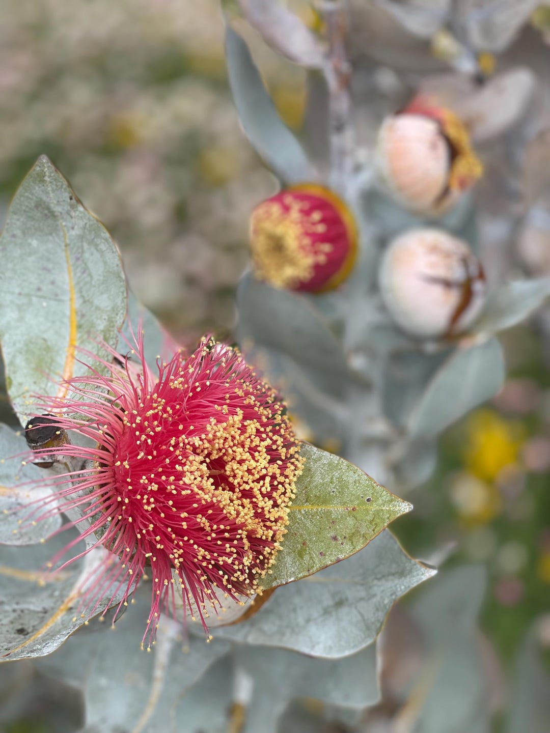 Gum Tree Flower Instant Downloadable Digital Print - Etsy