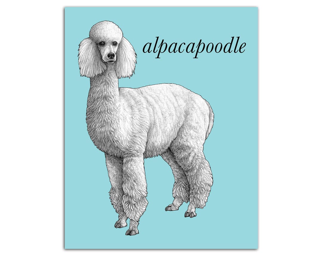 Alpacapoodle Color Print | Alpaca + Poodle Hybrid Animal Art - Etsy