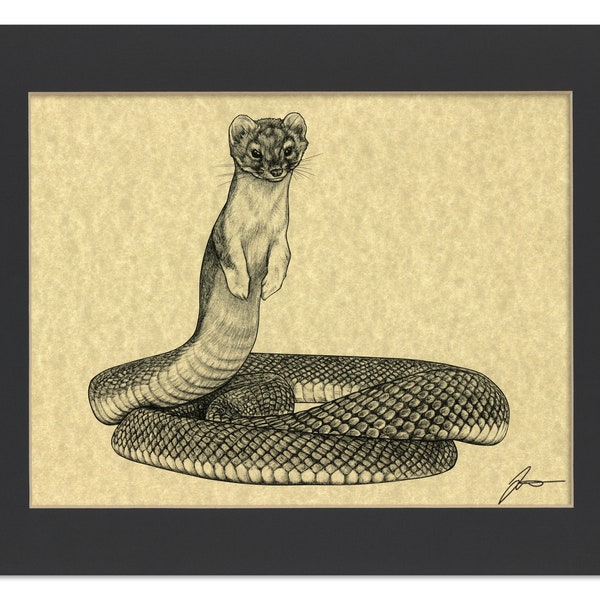 Weasel - Etsy