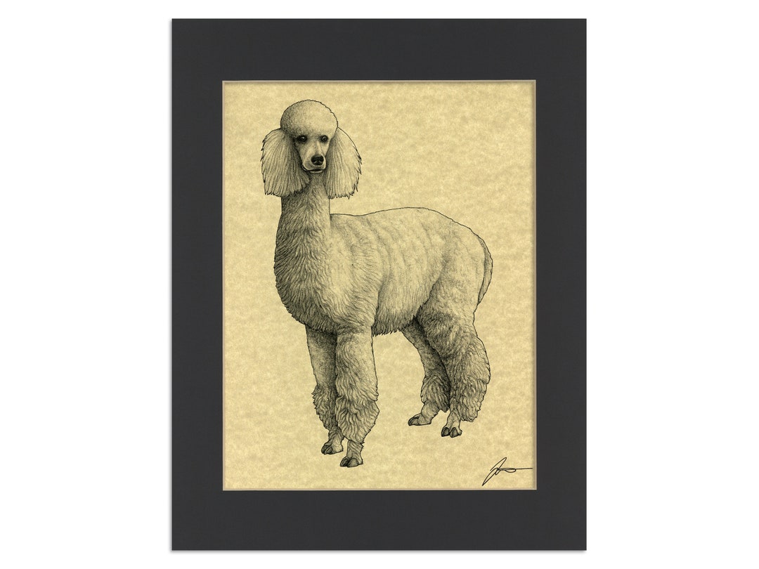 Alpacapoodle Parchment Print | Alpaca + Poodle Hybrid Animal Art - Etsy