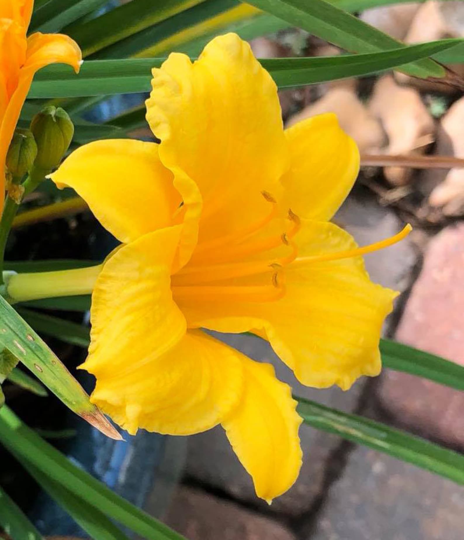 Stella De Oro Dwarf Daylily Seeds Daylily Seeds | Etsy