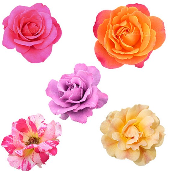 Real Rose Flower Graphic Collection | Etsy