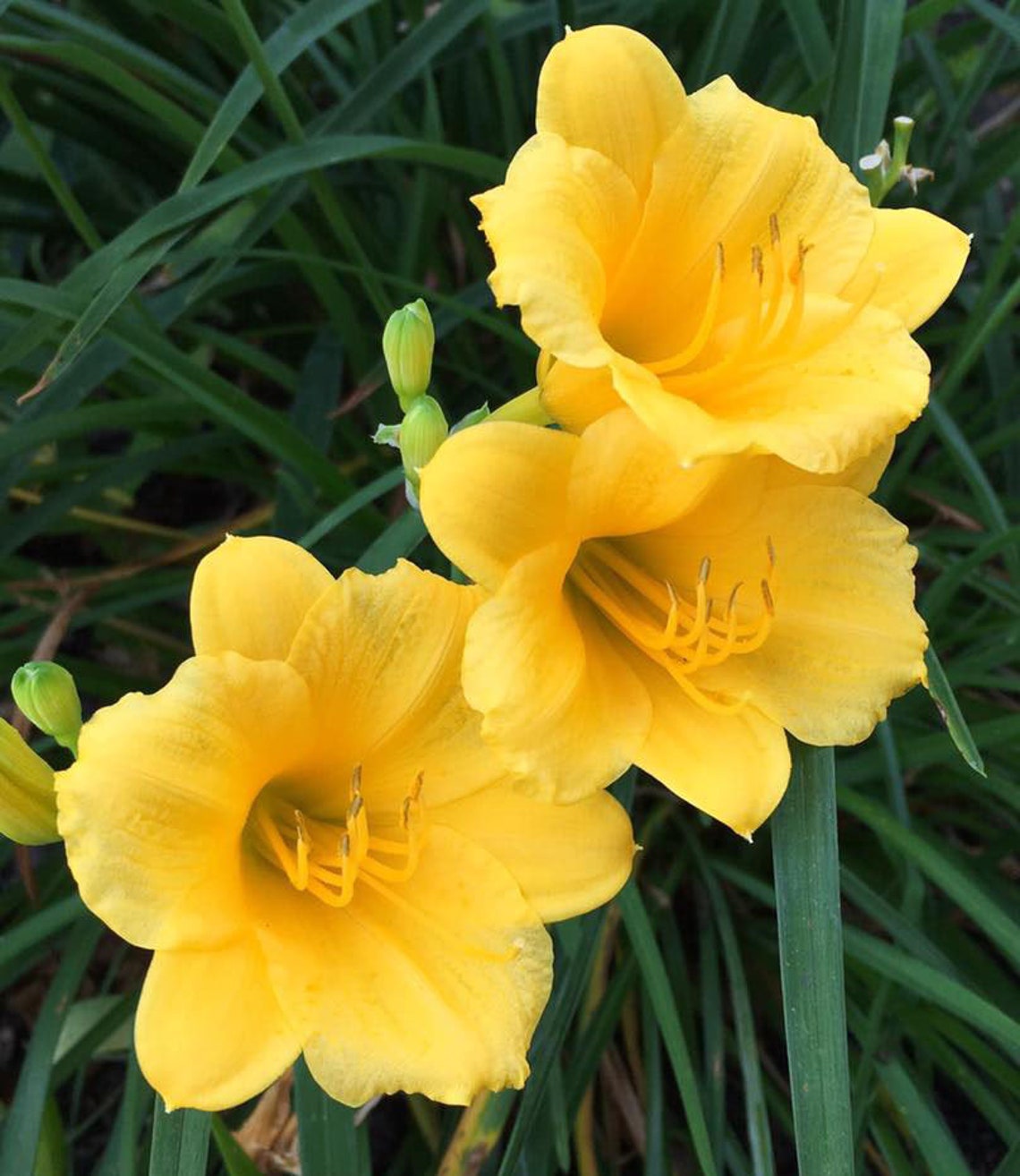 Stella De Oro Dwarf Daylily Seeds Daylily Seeds | Etsy